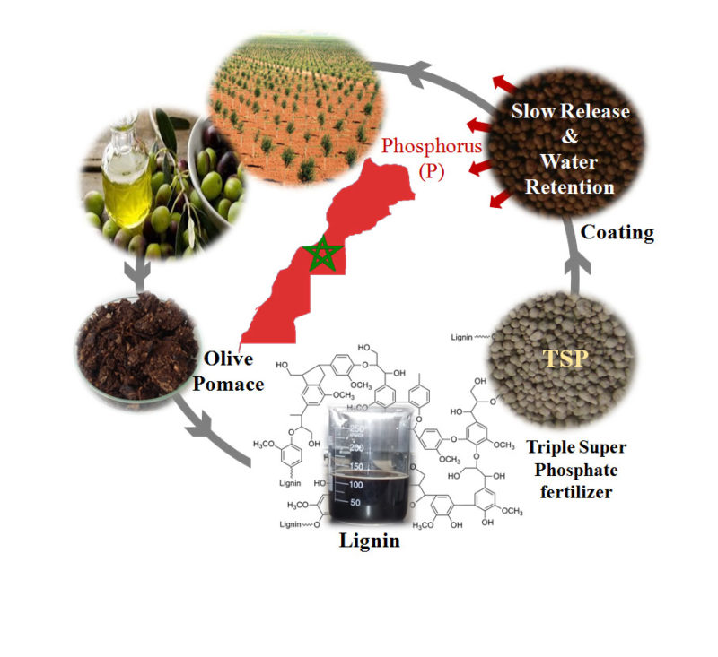 Properties of Coated Slow-Release Triple Superphosphate (TSP ...